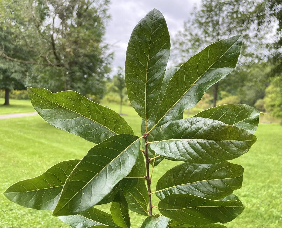 Shingle Oak | CMP Tree Selection Tool